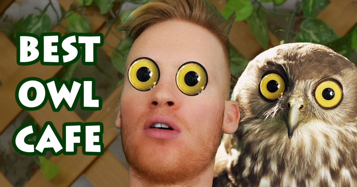 Best Owl Cafe in Tokyo