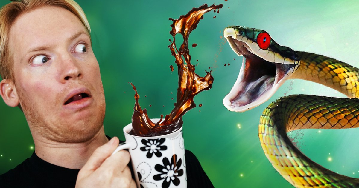 Best Snake Cafe in Tokyo